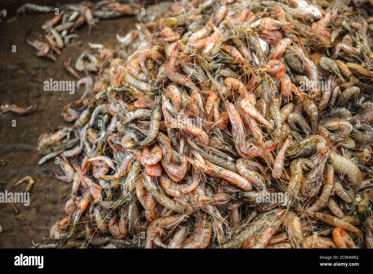 Pile of fresh prawns just fished out of the sea in Asia Stock Photo - Alamy