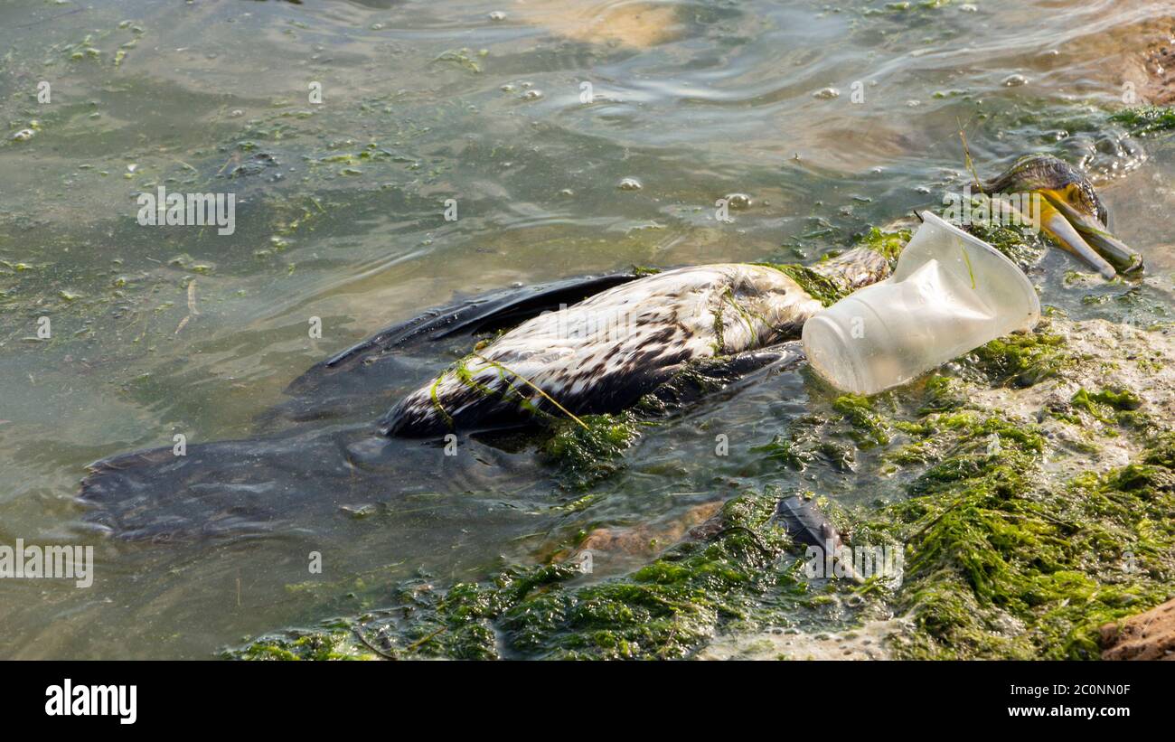 Seabird plastic bag hi-res stock photography and images - Alamy