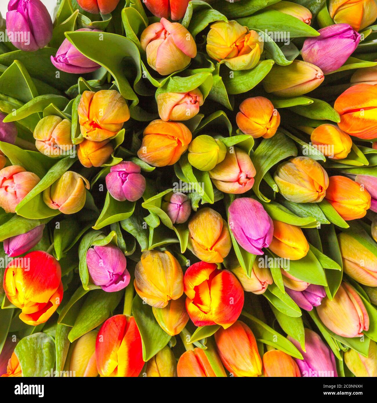 Floral bouquet tulips spring hi-res stock photography and images - Alamy