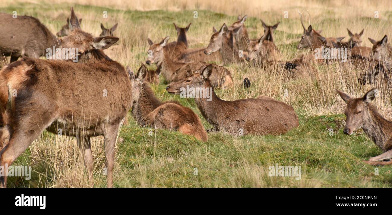 Hart and hind grazing hi-res stock photography and images - Alamy