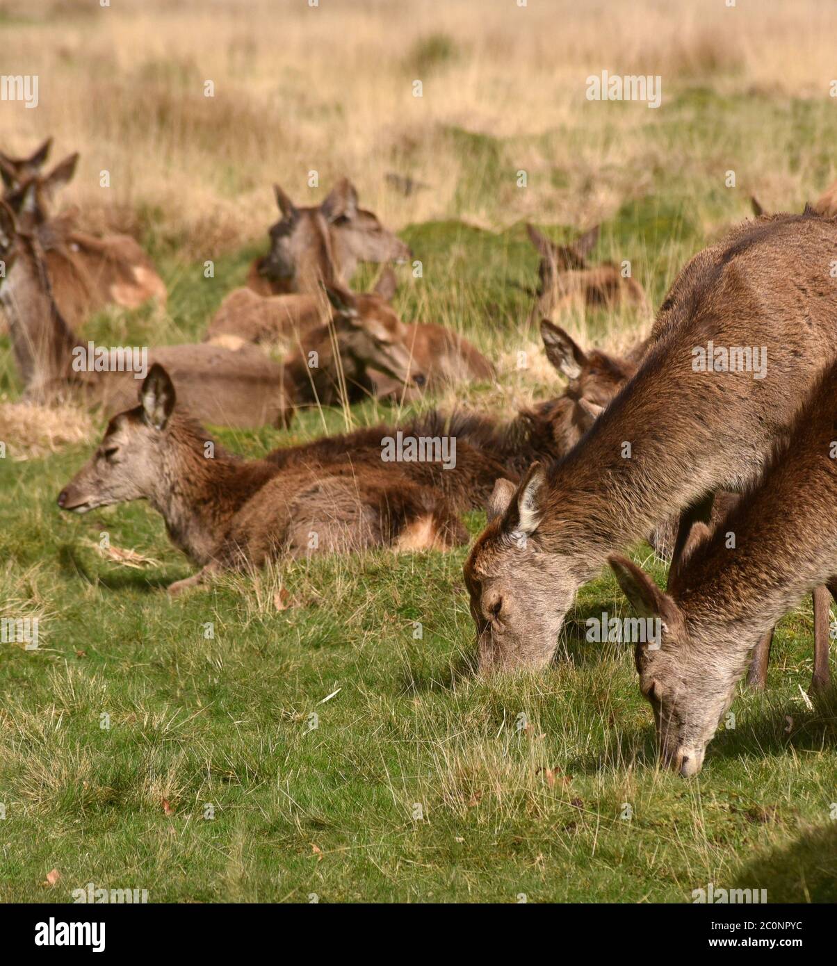 Musk deer hi-res stock photography and images - Alamy