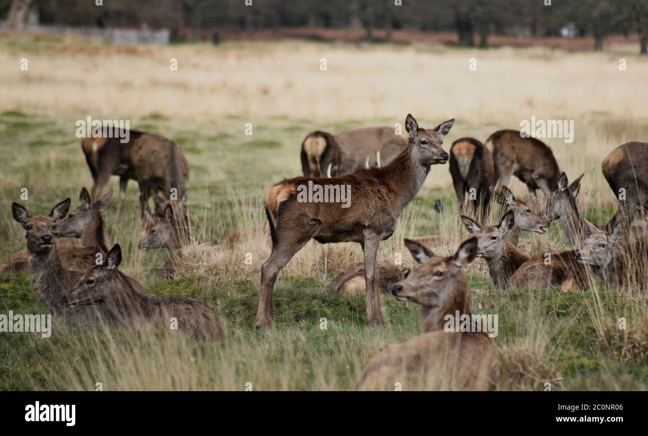 Hart and hind grazing hi-res stock photography and images - Alamy