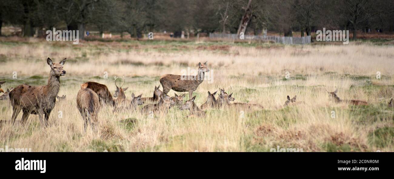 wild deer grazing in the grassland Stock Photo - Alamy