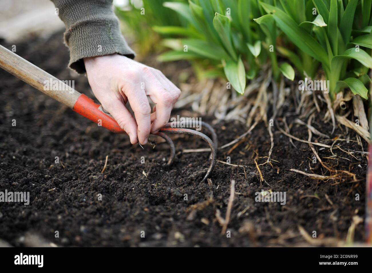 a gardeners hand , earth an some weed roots Stock Photo - Alamy