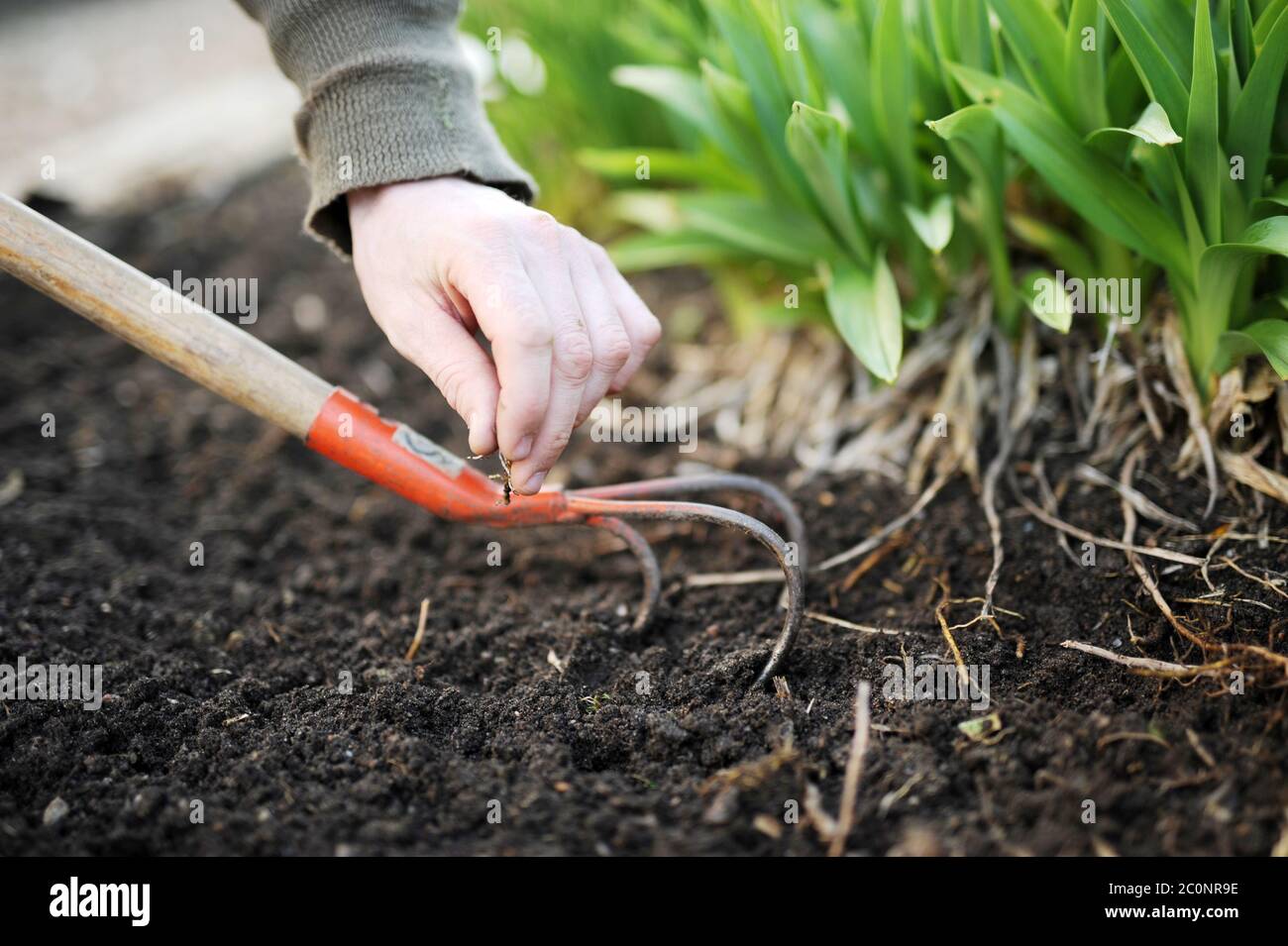 a gardeners hand , earth an some weed roots Stock Photo - Alamy