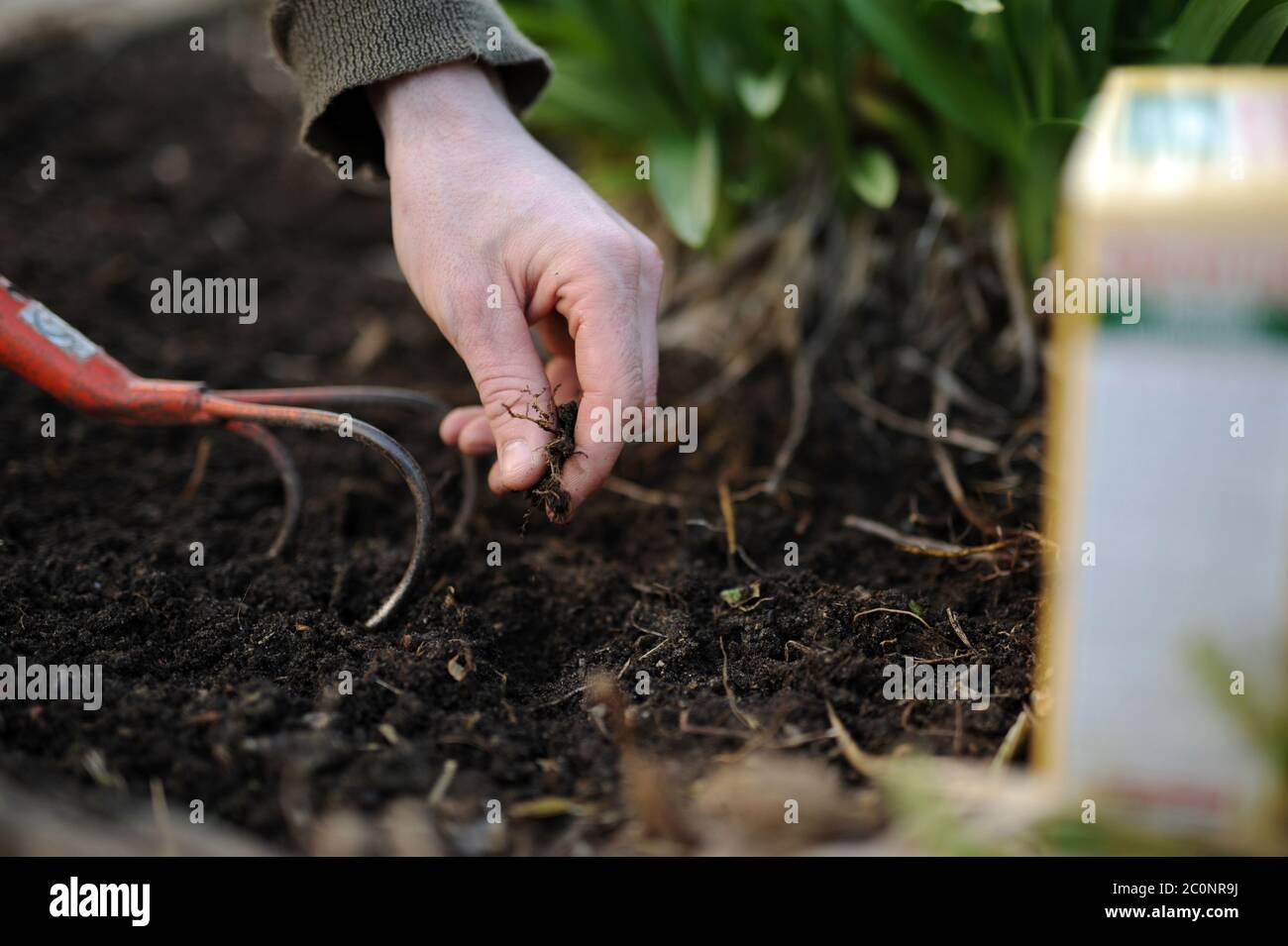 a gardeners hand , earth an some weed roots Stock Photo - Alamy