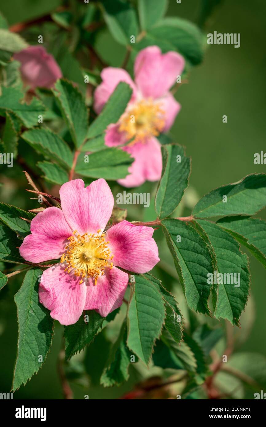 Flowers of wild rose hips, close up view Stock Photo - Alamy