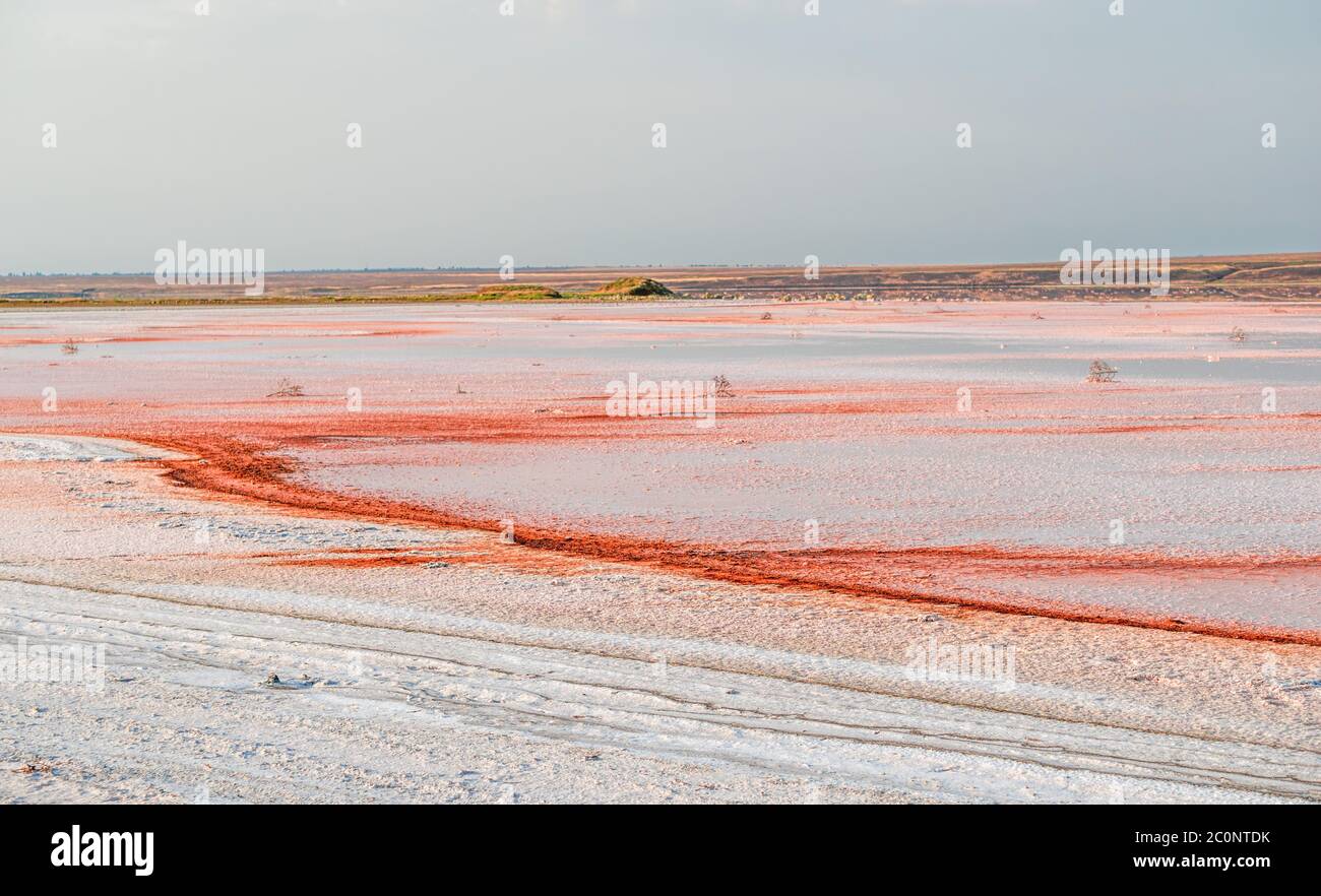 Brine and salt of a pink lake Koyash colored by microalgae Dunaliella ...
