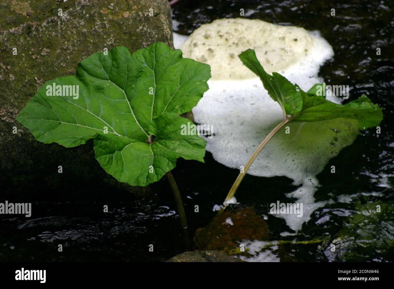 Stream foam hi-res stock photography and images - Alamy