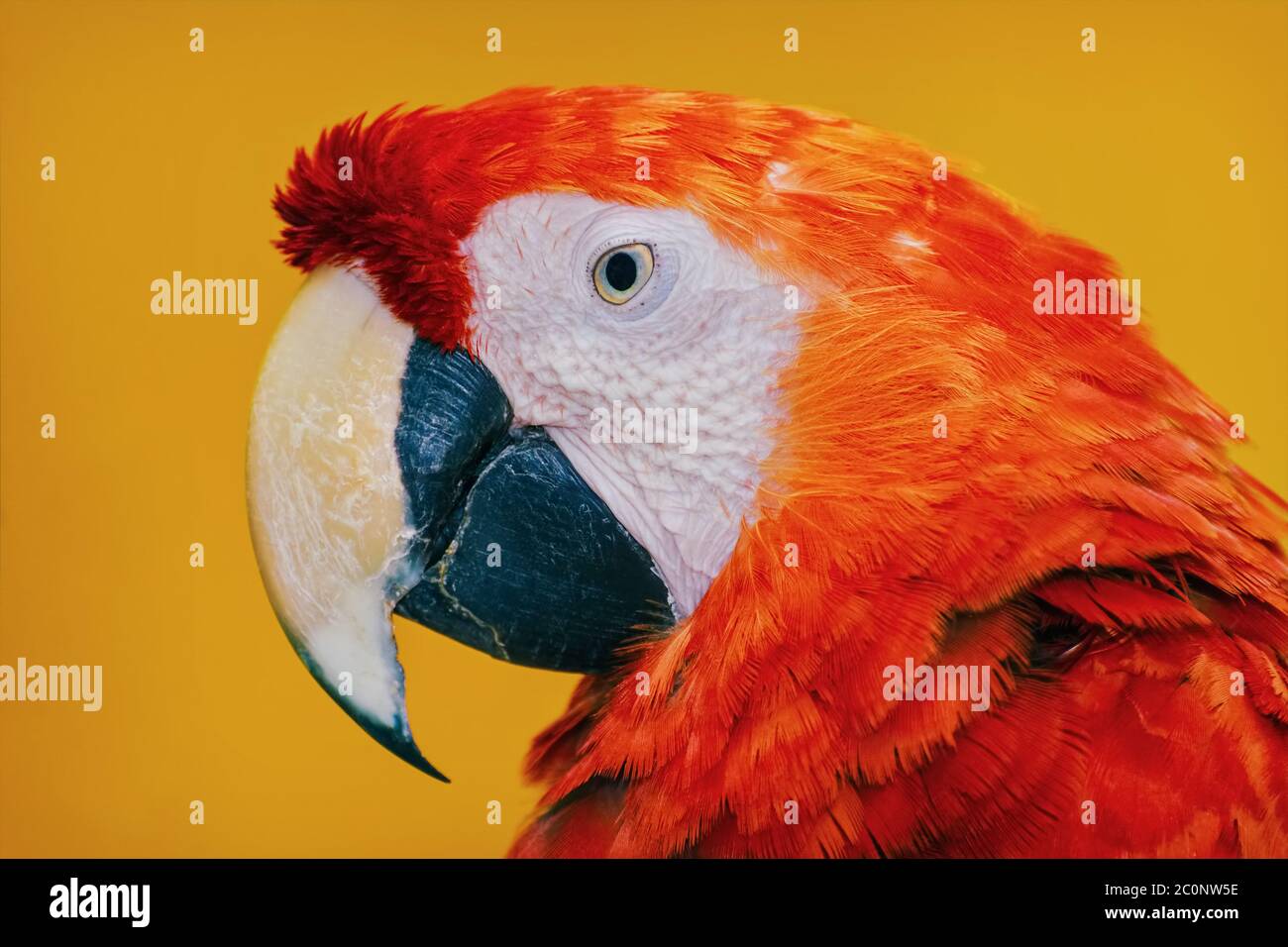The Macaw Parrot Stock Photo - Alamy