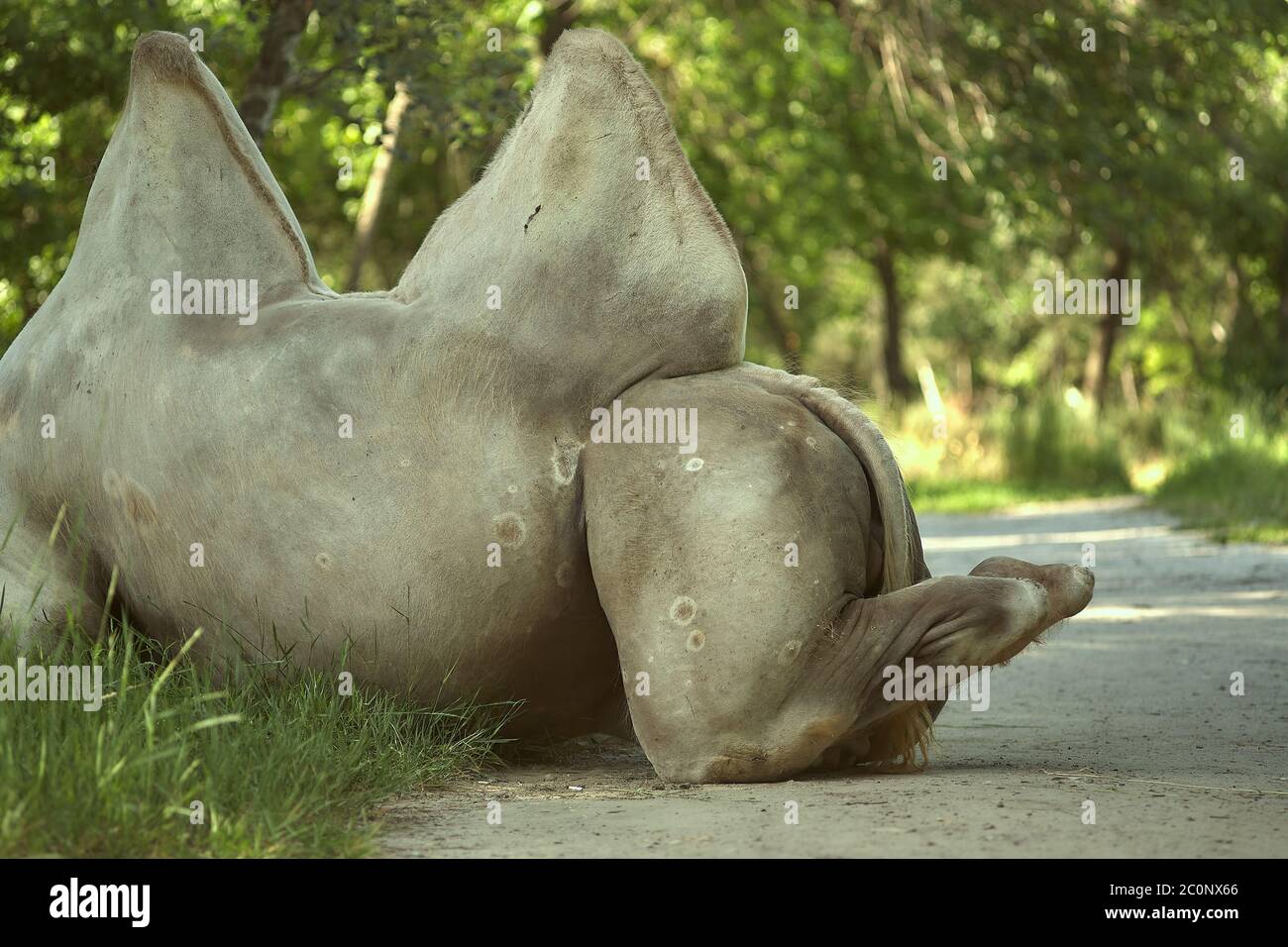 Camel leg legs hi-res stock photography and images - Alamy