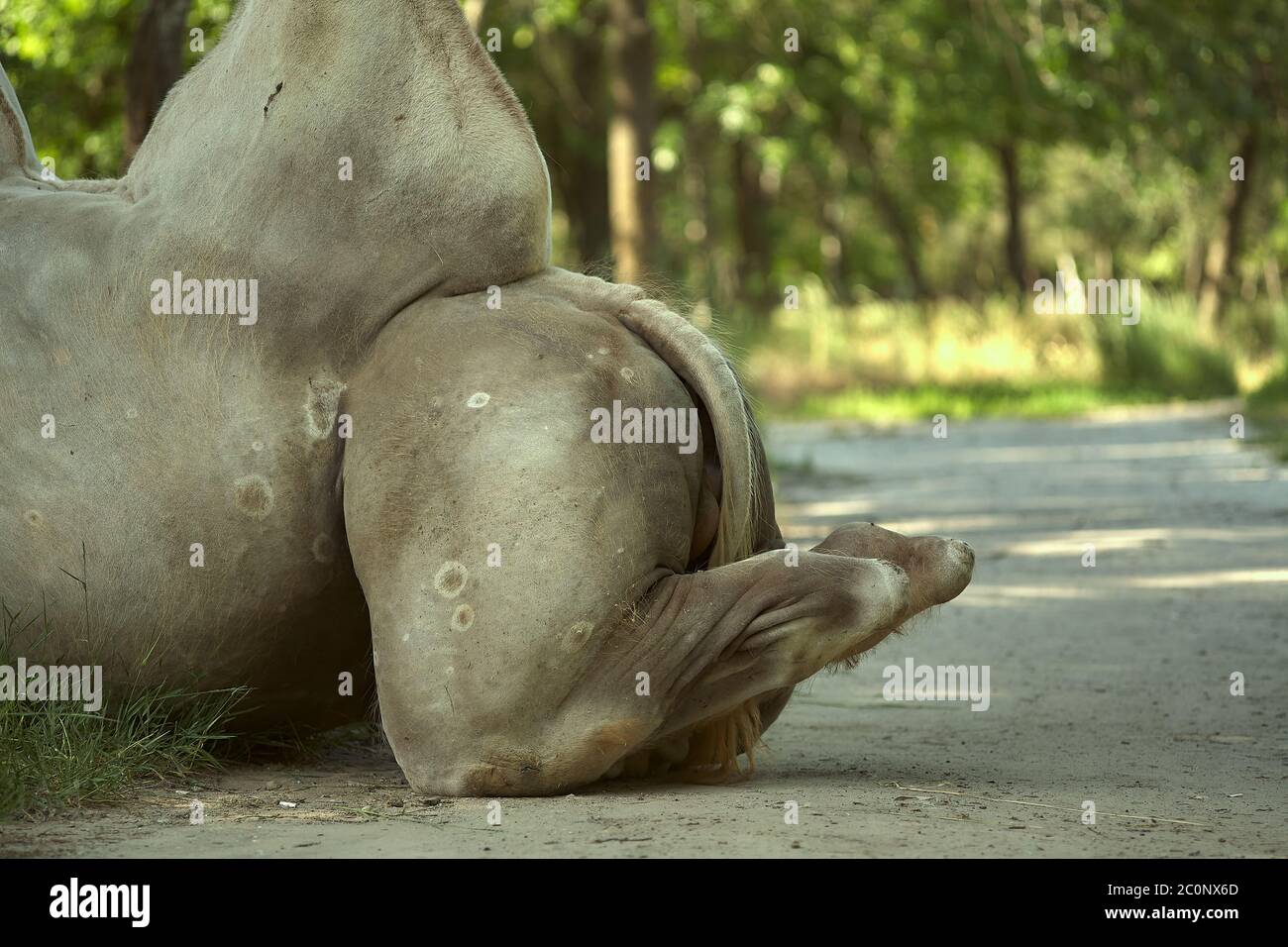 Camel leg legs hi-res stock photography and images - Alamy