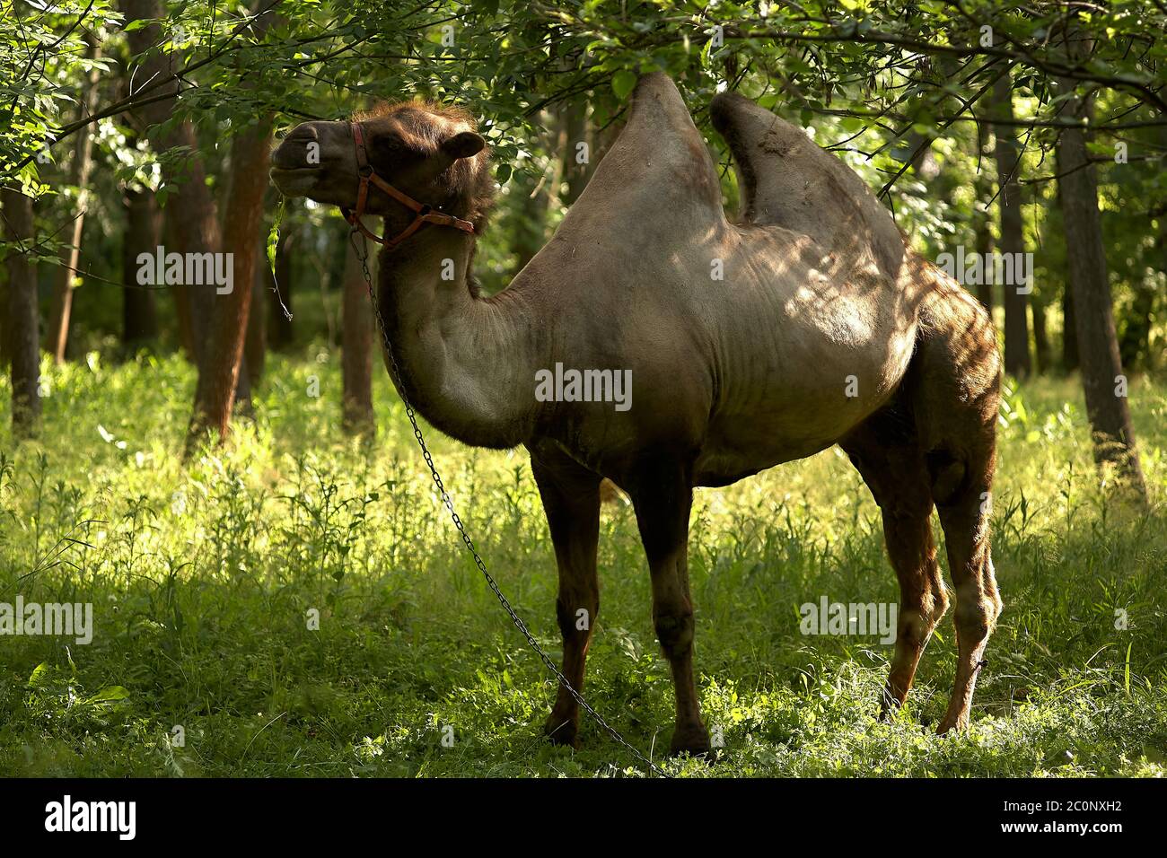 Bactrian camel grazes on the green grass. Steppe zone during the day ...