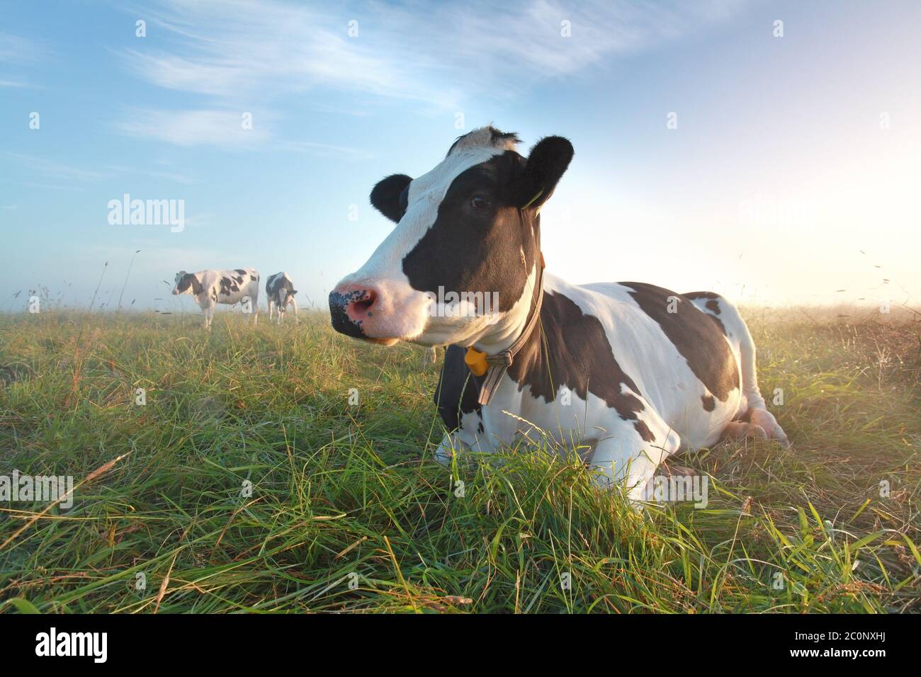 cow on pasture at sunrise Stock Photo - Alamy