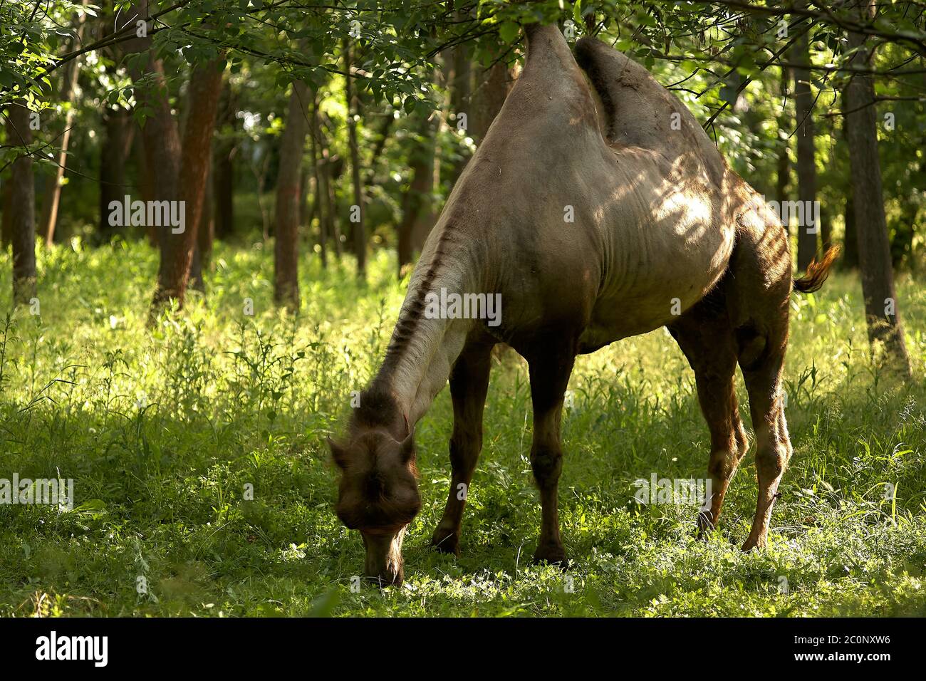 Bactrian camel grazes on the green grass. Steppe zone during the day ...