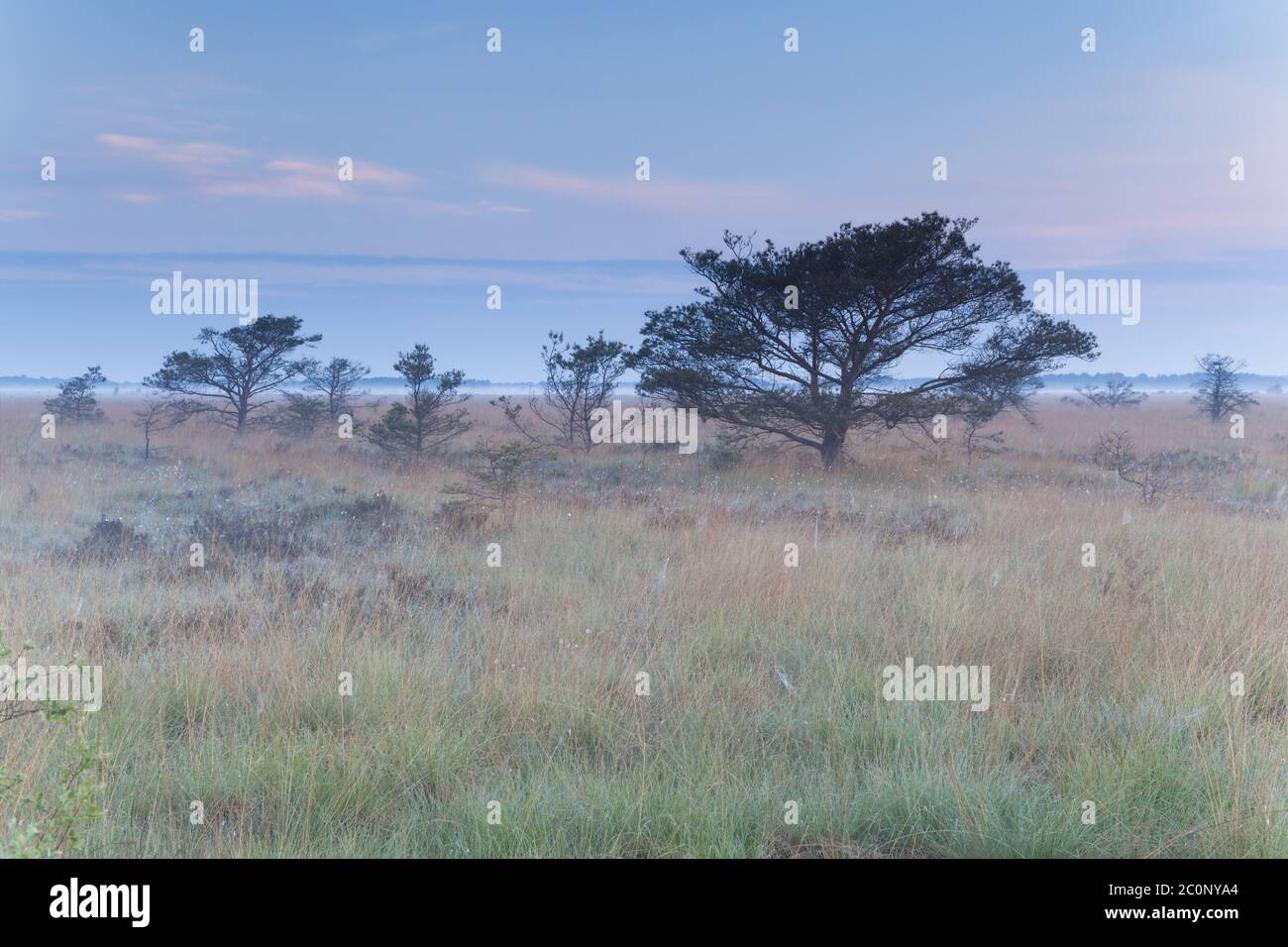 Dry marsh hi-res stock photography and images - Alamy