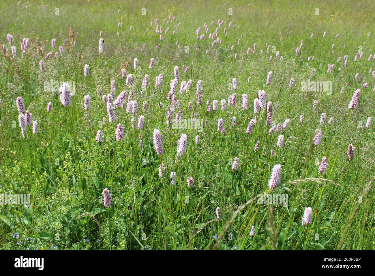 Strange flowers hi-res stock photography and images - Alamy