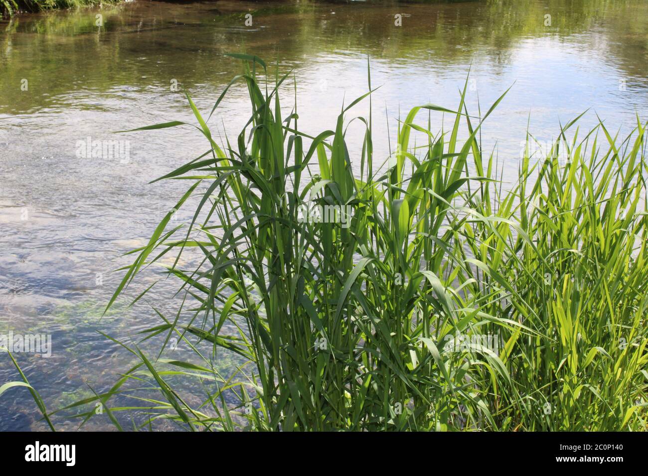Reed scenery hi-res stock photography and images - Alamy