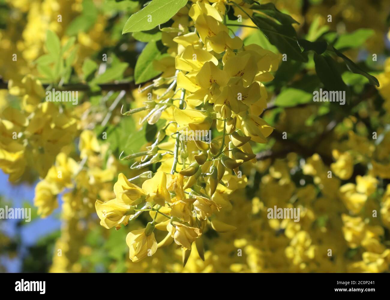 Yellow blossom of a golden shower tree (cassia fistula) on a sunny summer day Stock Photo - Alamy