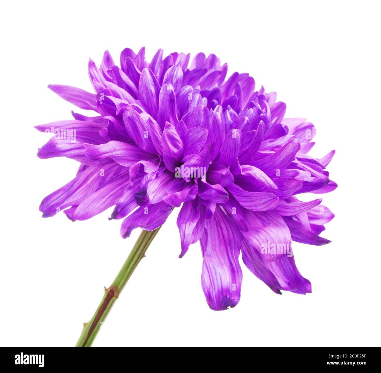 Purple mum flower Cut Out Stock Images & Pictures - Alamy