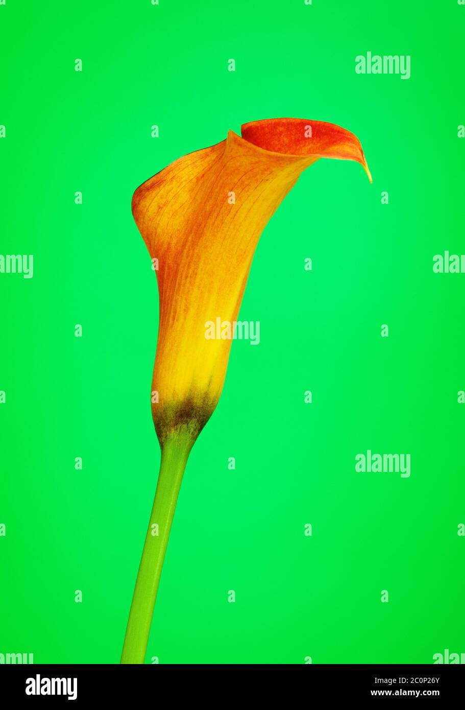 Orange Calla Lily Flower Stock Photo - Alamy