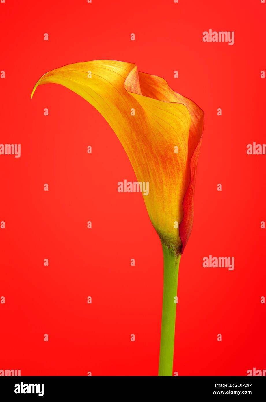 Orange Calla Lily Flower Stock Photo - Alamy