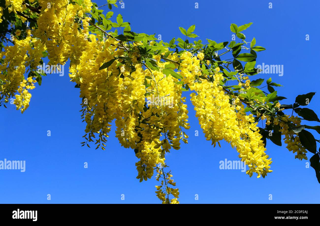 Yellow blossom of a golden shower tree (cassia fistula) on a sunny summer day Stock Photo - Alamy