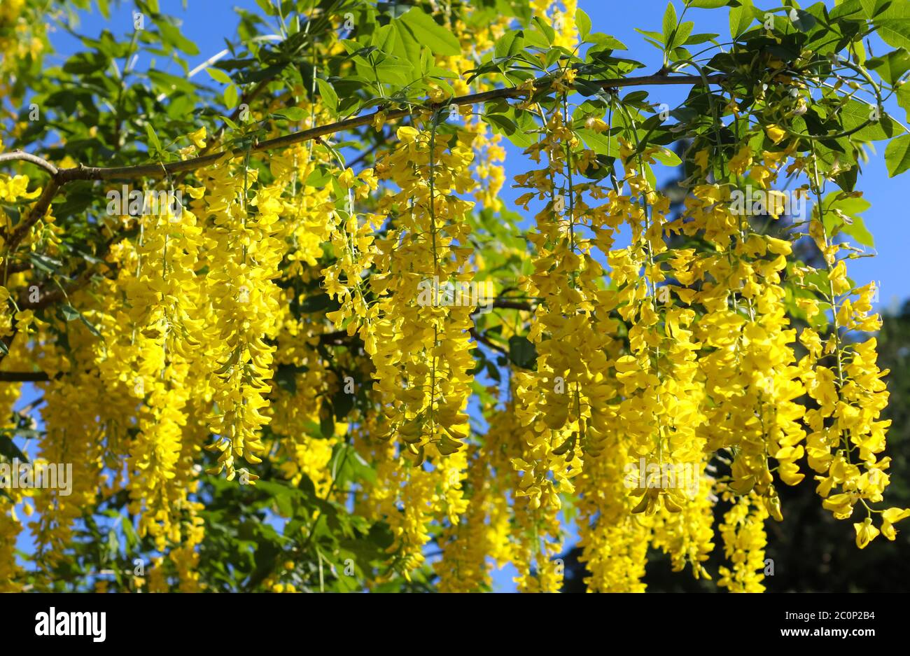 Yellow blossom of a golden shower tree (cassia fistula) on a sunny summer day Stock Photo - Alamy