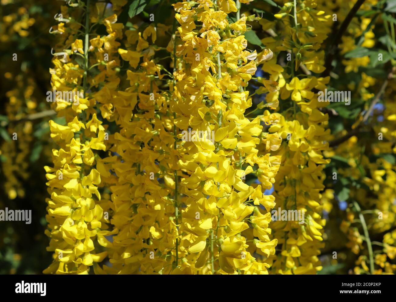 Yellow blossom of a golden shower tree (cassia fistula) on a sunny summer day Stock Photo - Alamy