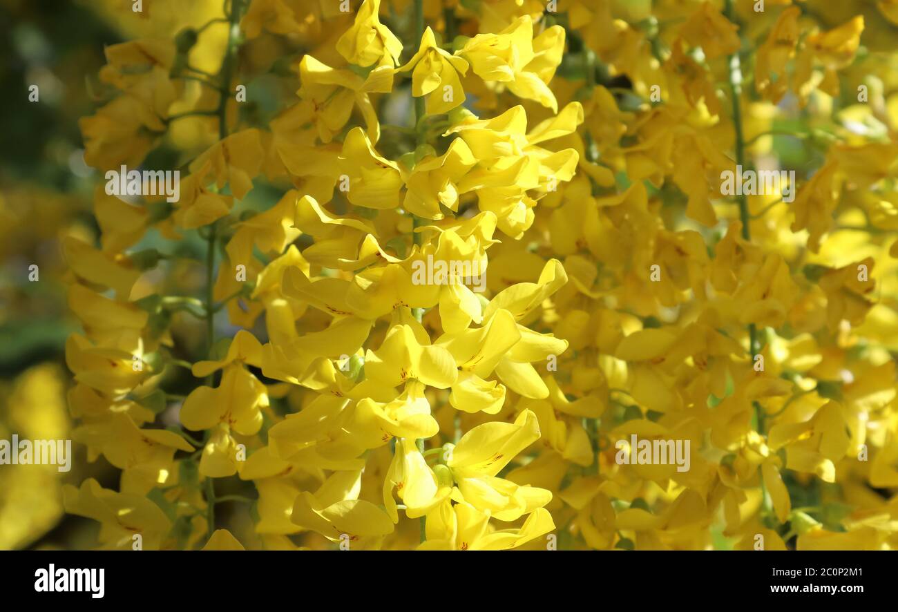 Yellow blossom of a golden shower tree (cassia fistula) on a sunny summer day Stock Photo - Alamy