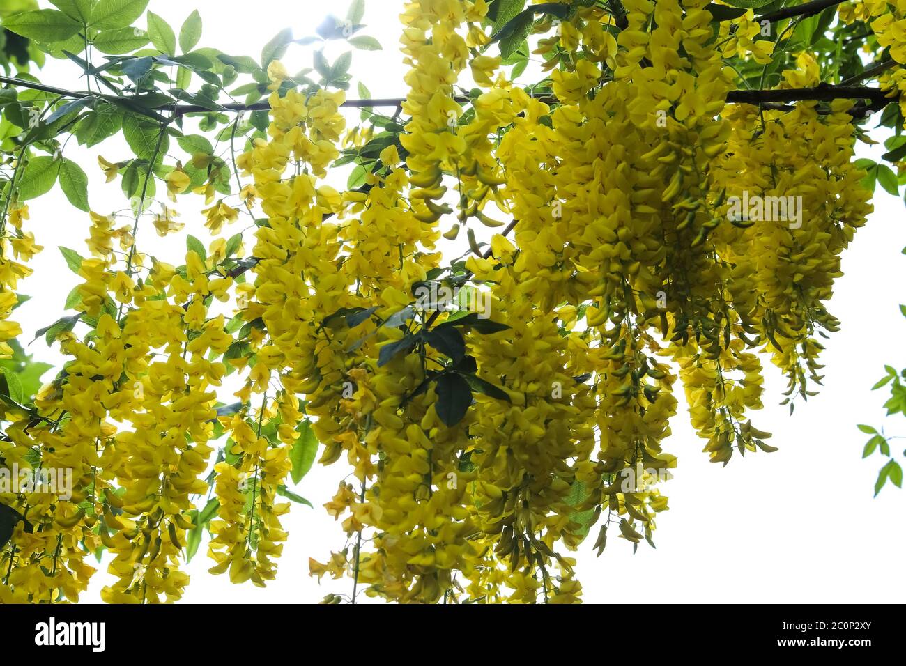 Yellow blossom of a golden shower tree (cassia fistula) on a sunny summer day Stock Photo - Alamy