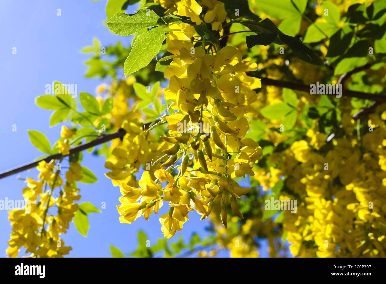 Yellow blossom of a golden shower tree (cassia fistula) on a sunny summer day Stock Photo - Alamy