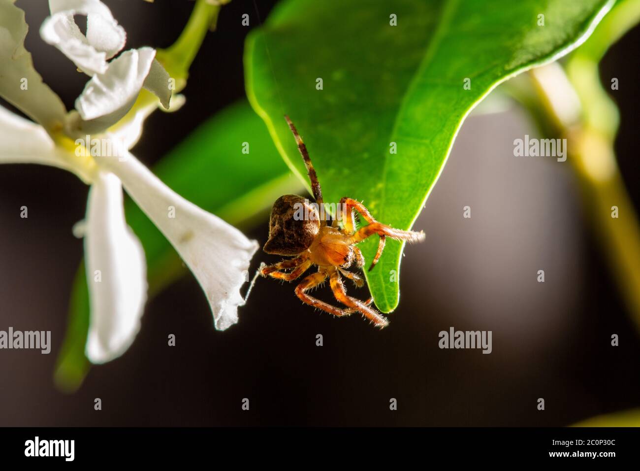 Barn spider hi-res stock photography and images - Alamy