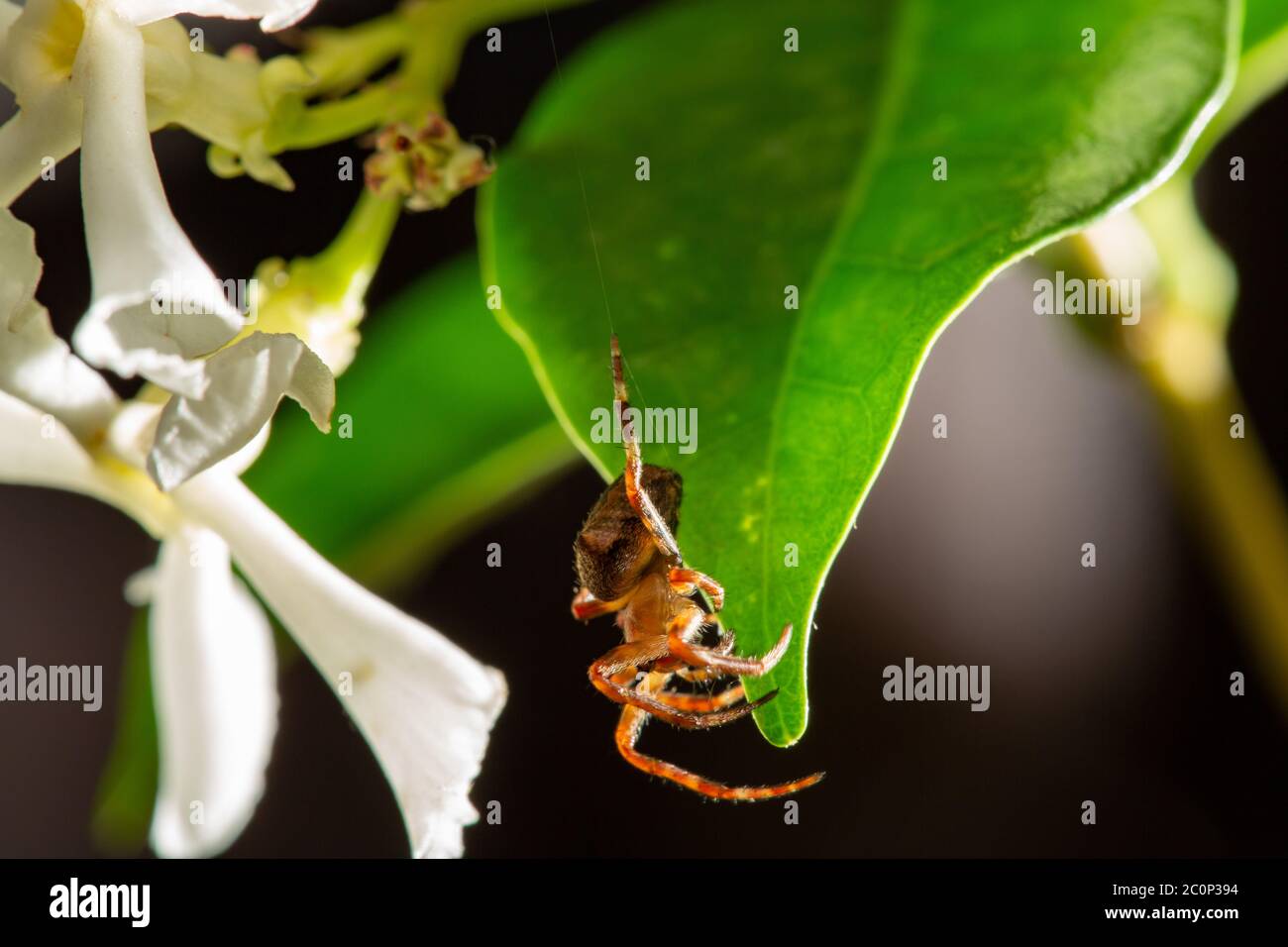 Araneus is a genus of common orb-weaving spiders. It includes about 650 ...