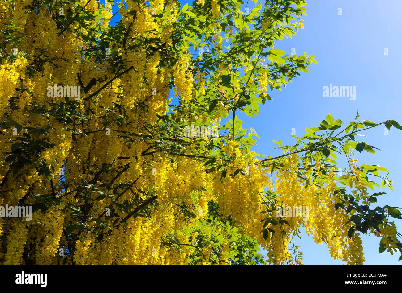 Yellow blossom of a golden shower tree (cassia fistula) on a sunny summer day Stock Photo - Alamy