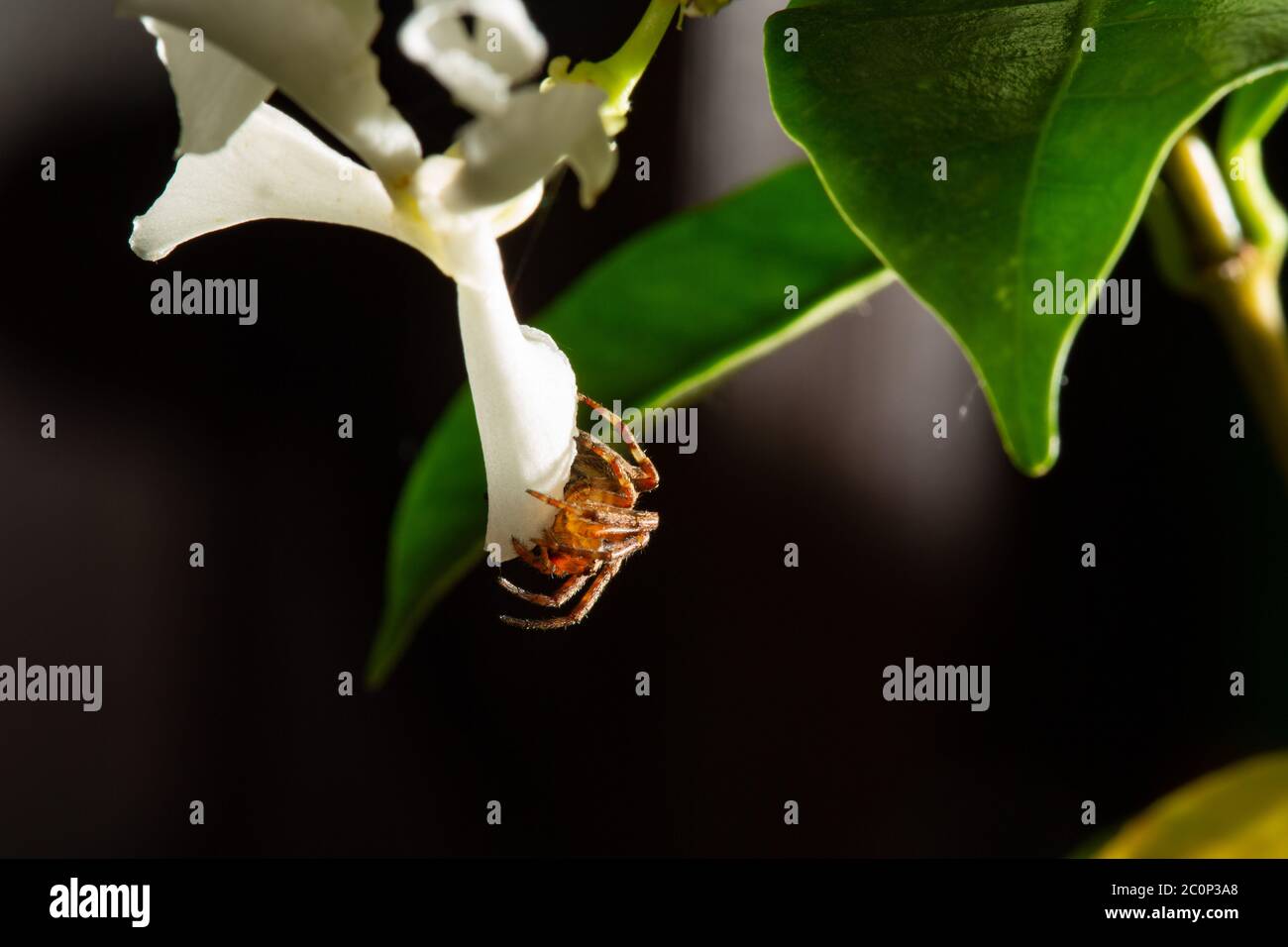 Araneus is a genus of common orb-weaving spiders. It includes about 650 ...