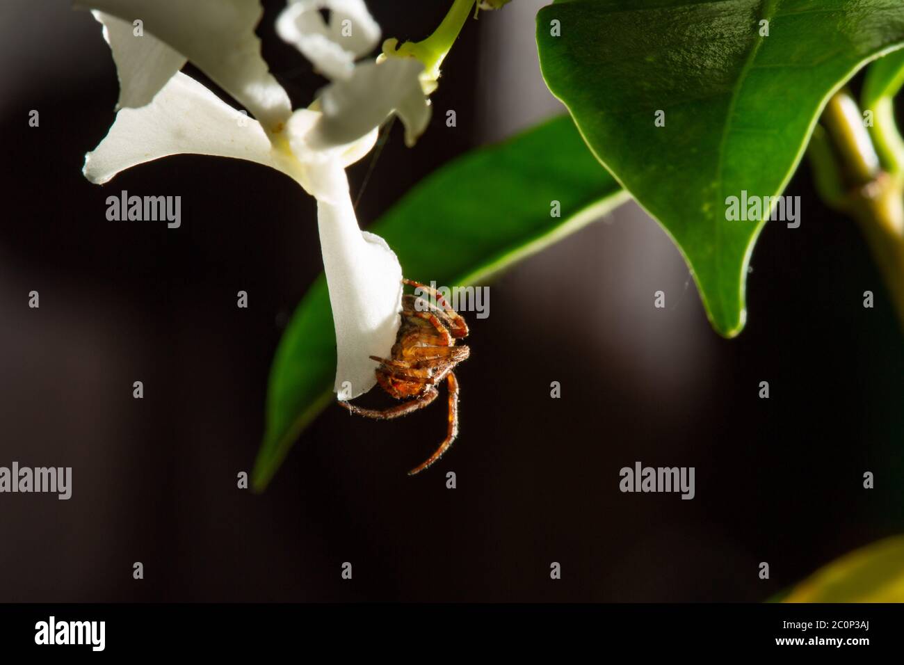 Barn spider hi-res stock photography and images - Alamy