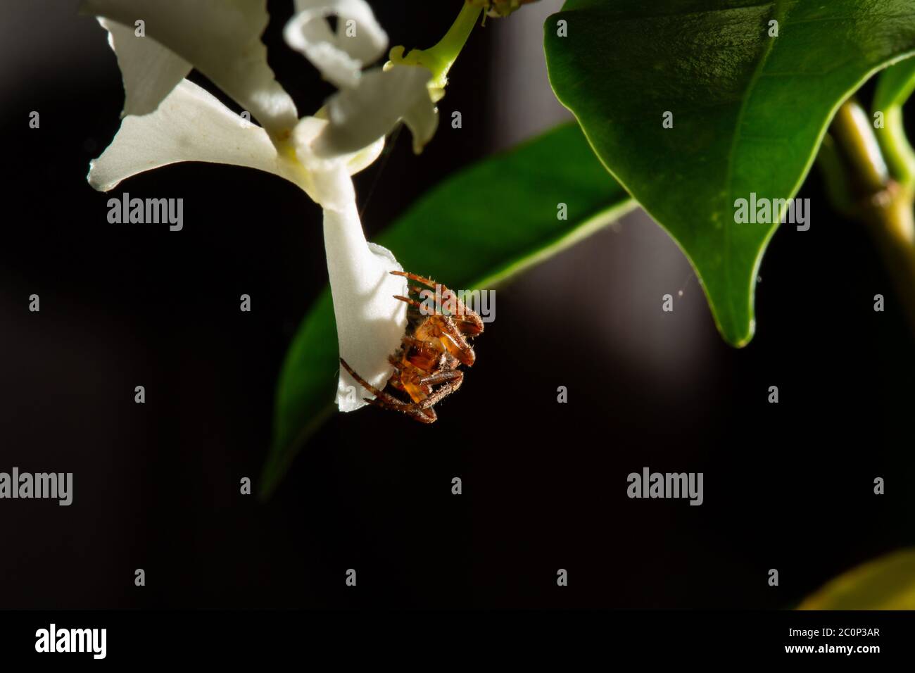 Common orb weaving spiders hi-res stock photography and images - Alamy