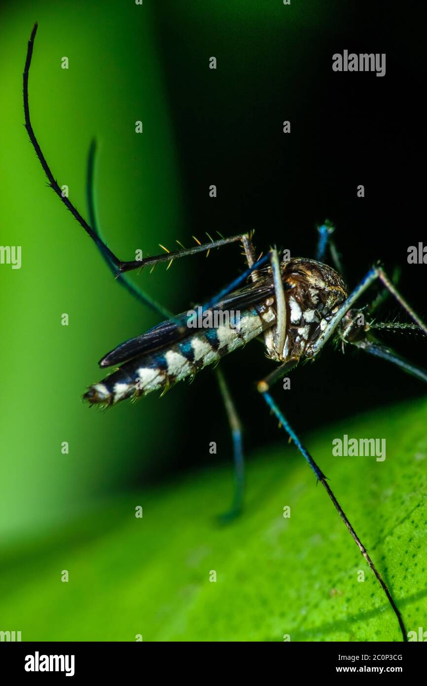 A male Aedes mosquito is sitting on top of a leaf and having a meal ...