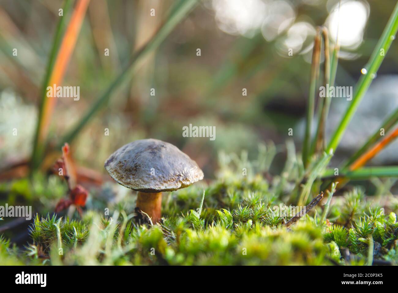 Small bolete mushrooms growing wild in the green forest moss Stock ...