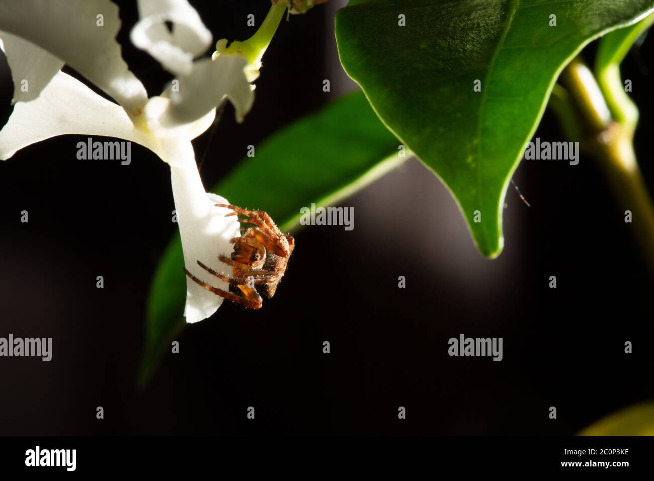 Araneus is a genus of common orb-weaving spiders. It includes about 650 ...