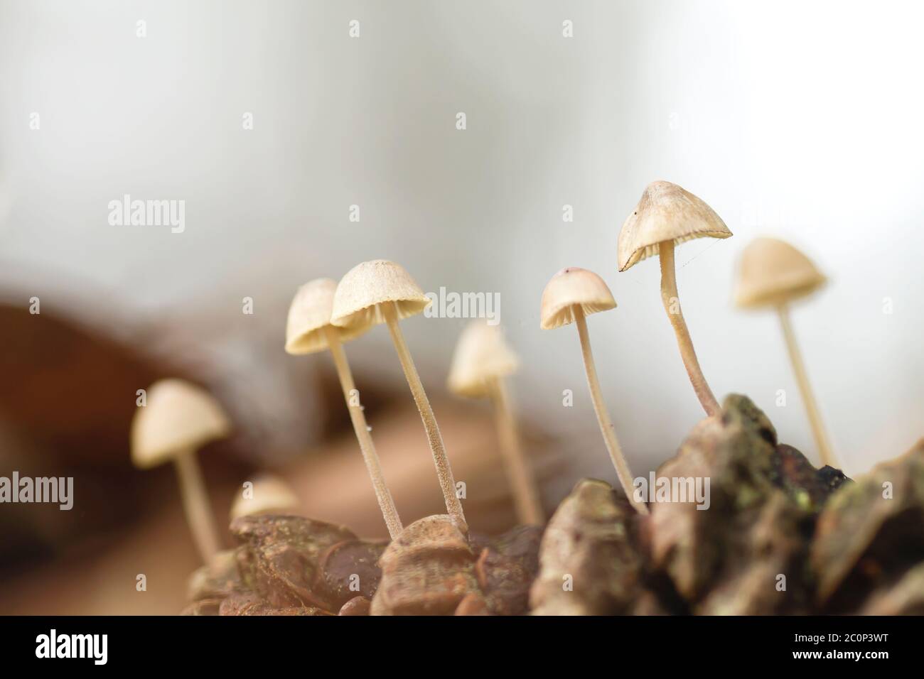 Small mycena mushroom growing on a pine cone Stock Photo - Alamy