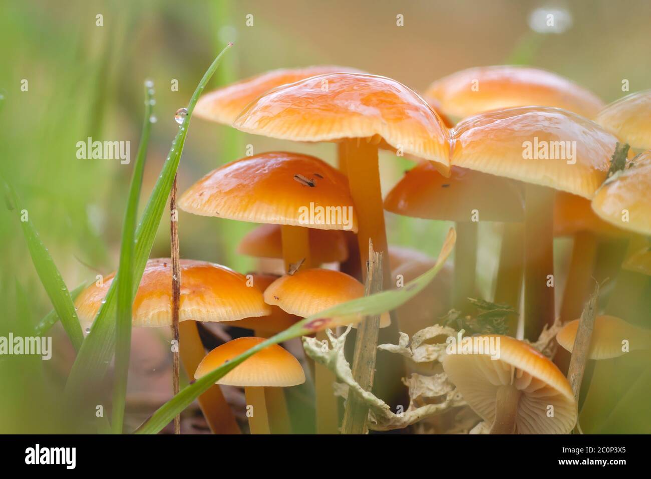 Wild mushrooms growing in the green grass Stock Photo - Alamy