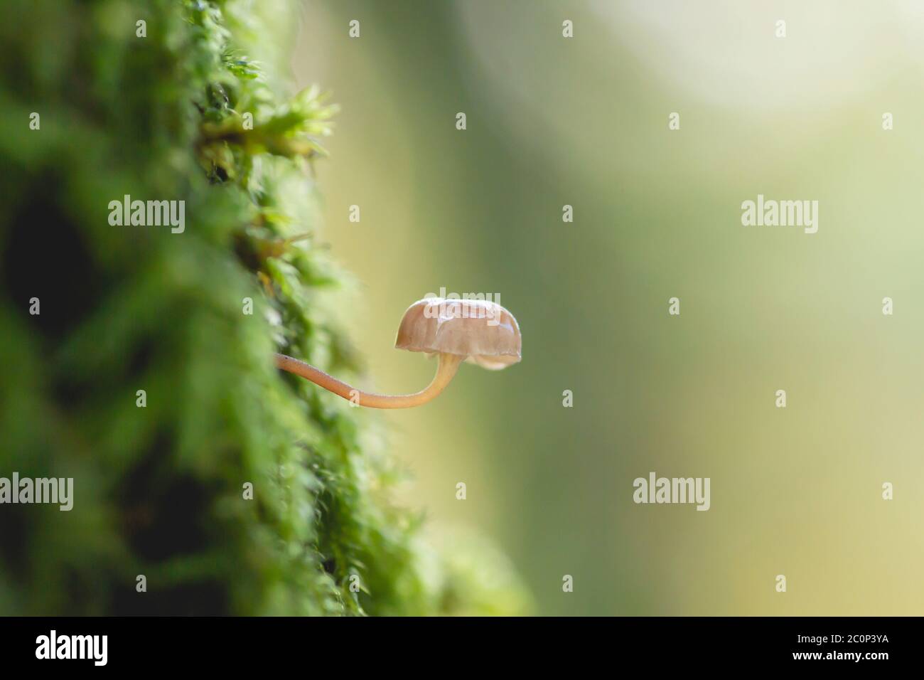 Mycena small mushrooms growing in a tree bark covered of moss Stock ...