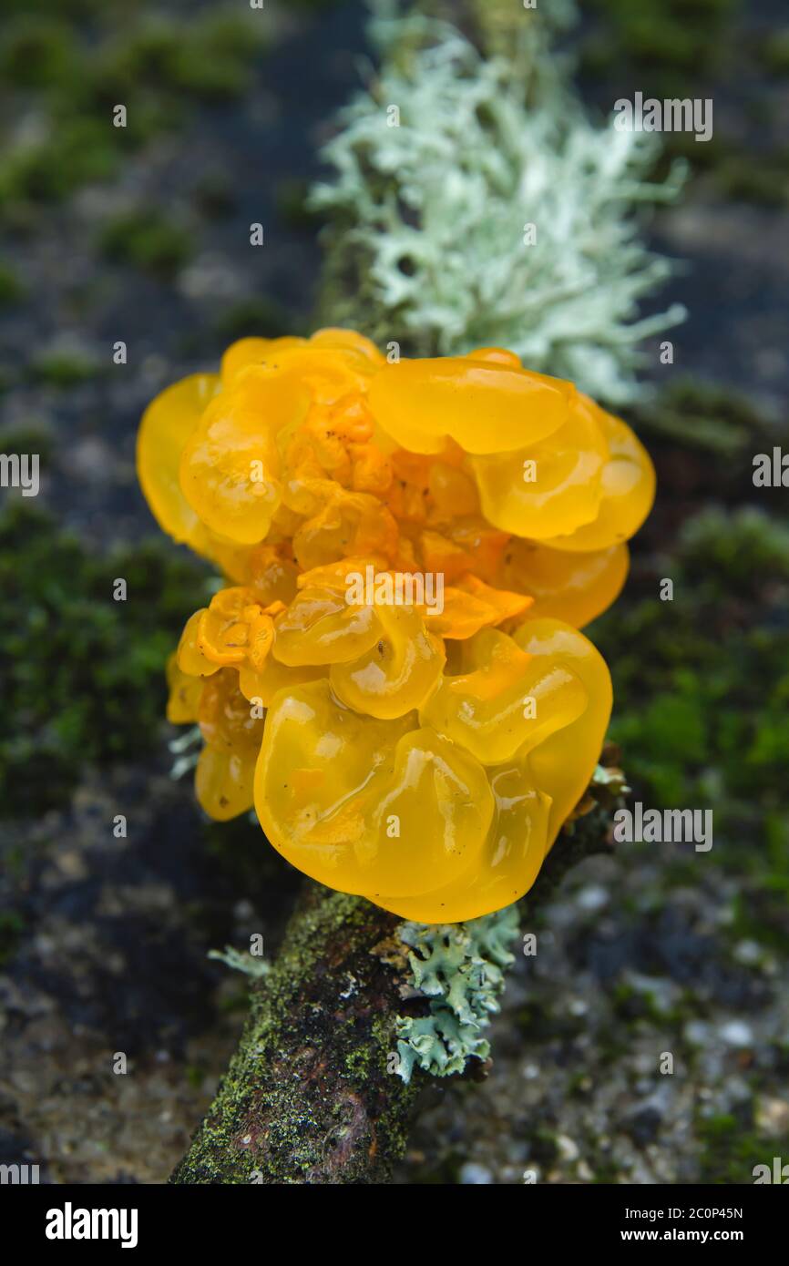 Tremella mesenterica or golden jelly fungus growing on a piece od dead ...