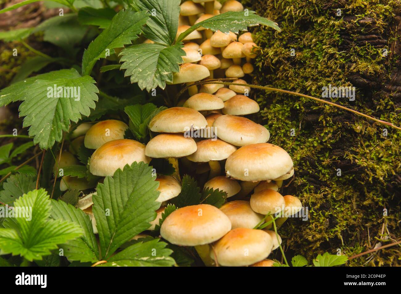 Conifer tuft hypholoma capnoides hi-res stock photography and images ...
