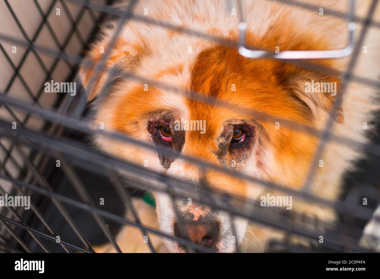 Chow-chow mixed breed dog after entropion surgery Stock Photo - Alamy