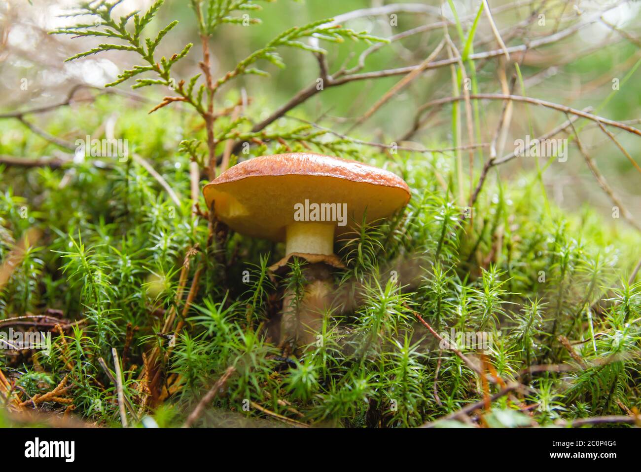 Suillus luteus mushroom growing wild in the forest green moss Stock ...