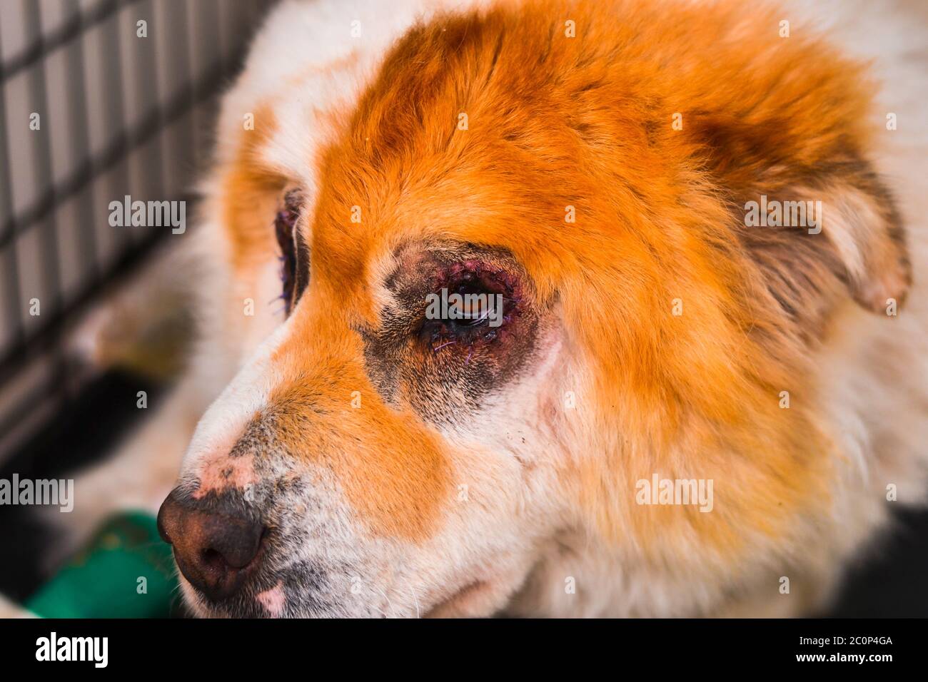 Chow-chow mixed breed dog after entropion surgery Stock Photo - Alamy