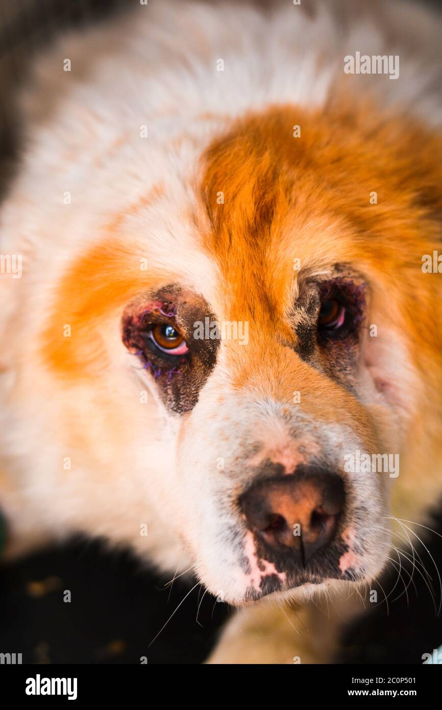 Chow-chow mixed breed dog after entropion surgery Stock Photo - Alamy